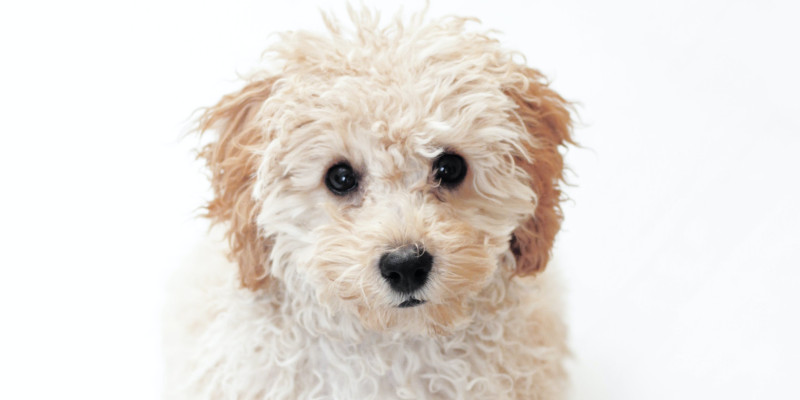 10 Fascinating Facts and Curiosities About the Poodle Breed