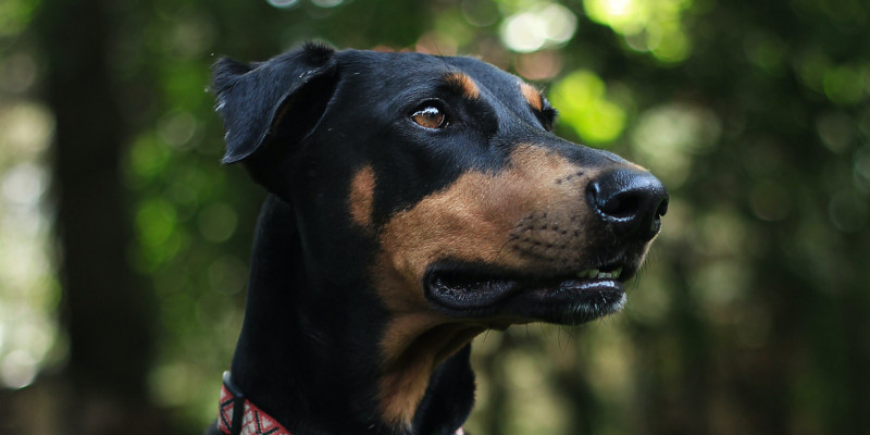 10 datos sorprendentes sobre los Doberman Pinschers