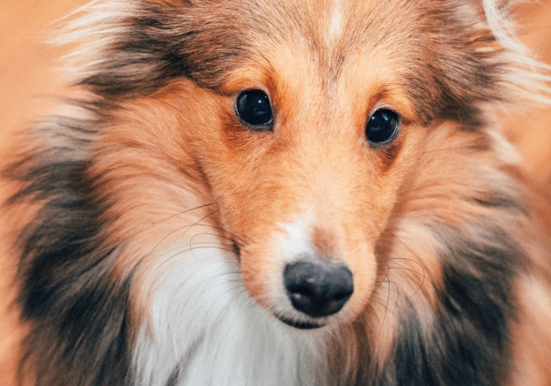 Small But Mighty: 10 Surprising Facts About the Shetland Sheepdog