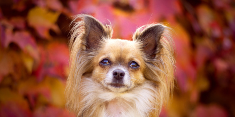 10 Fascinating Facts About the Butterfly-Eared Papillon