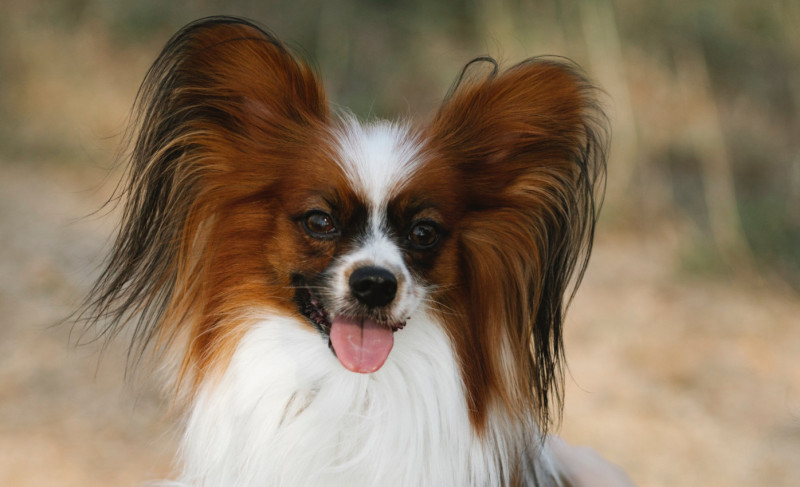 10 Fascinating Facts About the Butterfly-Eared Papillon
