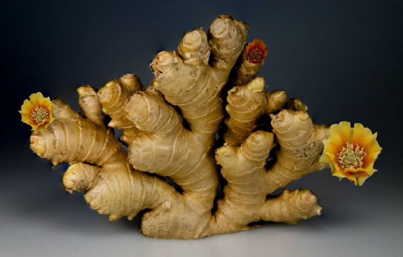 Top 10 frequently asked questions about Ginger